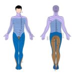 Dermatoom - Alles over dermatomen | Alles over het dermatoom